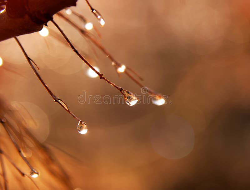 The Dew Drops in the Sunlight on Tree Branches Stock Image - Image of ...
