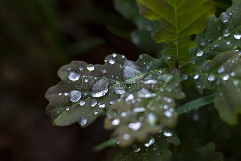Dew Drops on the Tender Leaves of a Small Oak Tree. Stock Image - Image ...