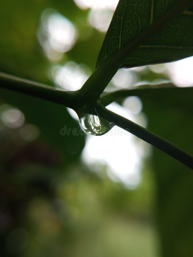 Dew drops on tree branches stock image. Image of flower - 252826939