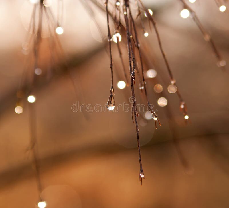 Dew Drops on the Tree Branches Stock Photo - Image of focus, flora ...