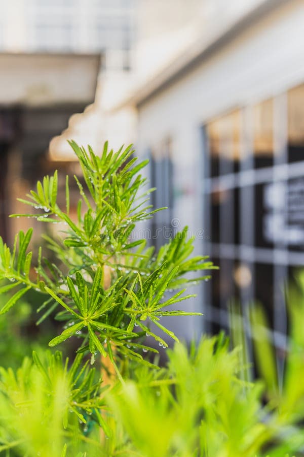 Dew Drops on Tree Leave with Sunlight in the Morning. Stock Image ...