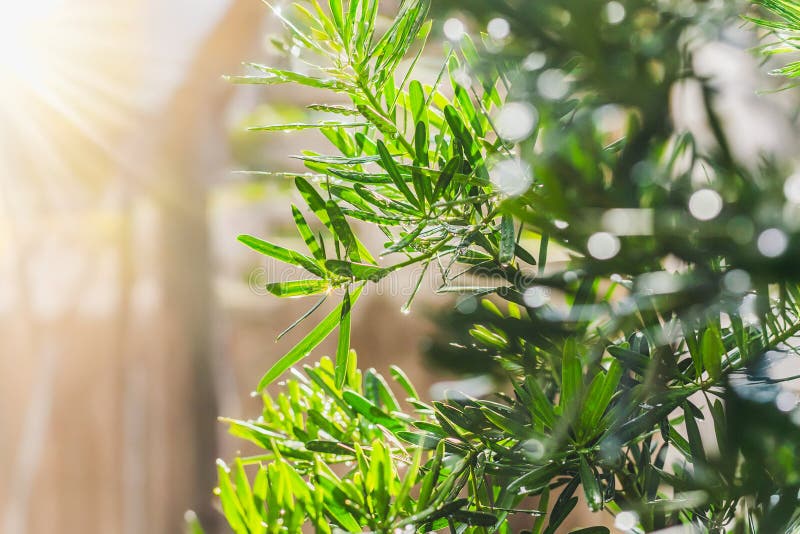 Dew Drops on Tree Leave with Sunlight in the Morning. Stock Image ...