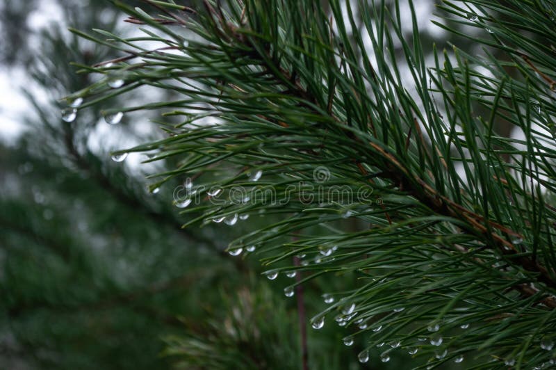 Dew drops on a tree stock photo. Image of flora, evergreen - 131420590
