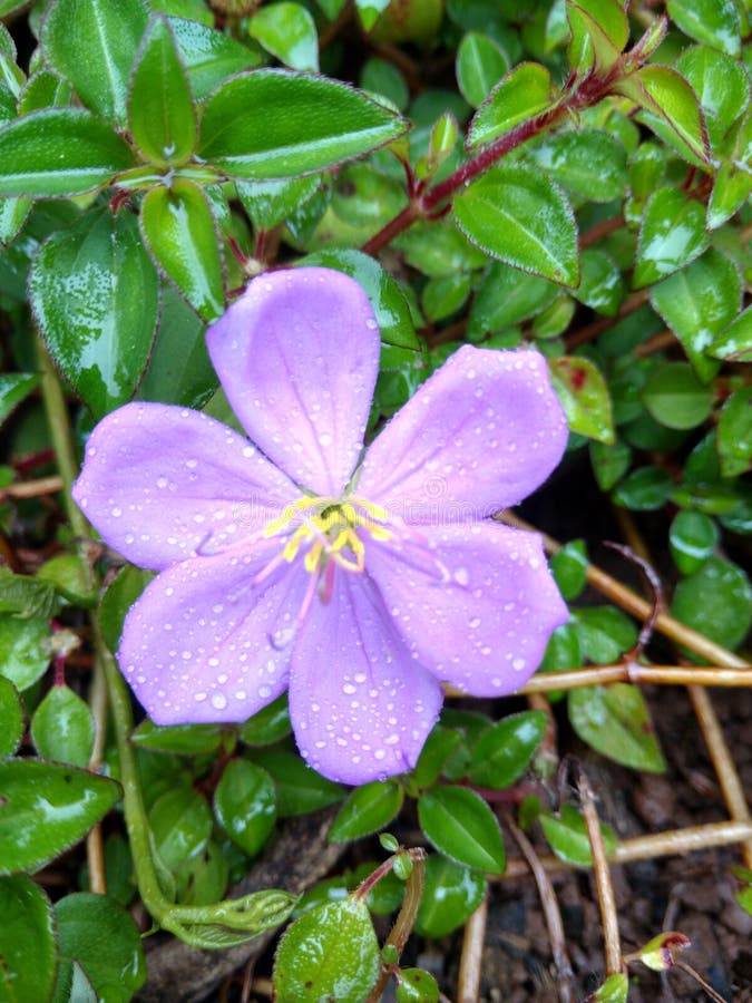 Dew drops on wild flower stock photo. Image of leaves - 91721266
