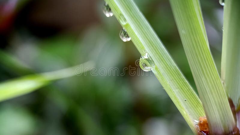 Dew Falling from the Green Onion Stock Photo - Image of garden, leaf ...