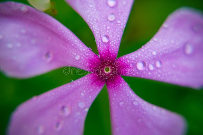 Dew Falling on Peripheral Flowers Stock Photo - Image of green, lilac ...
