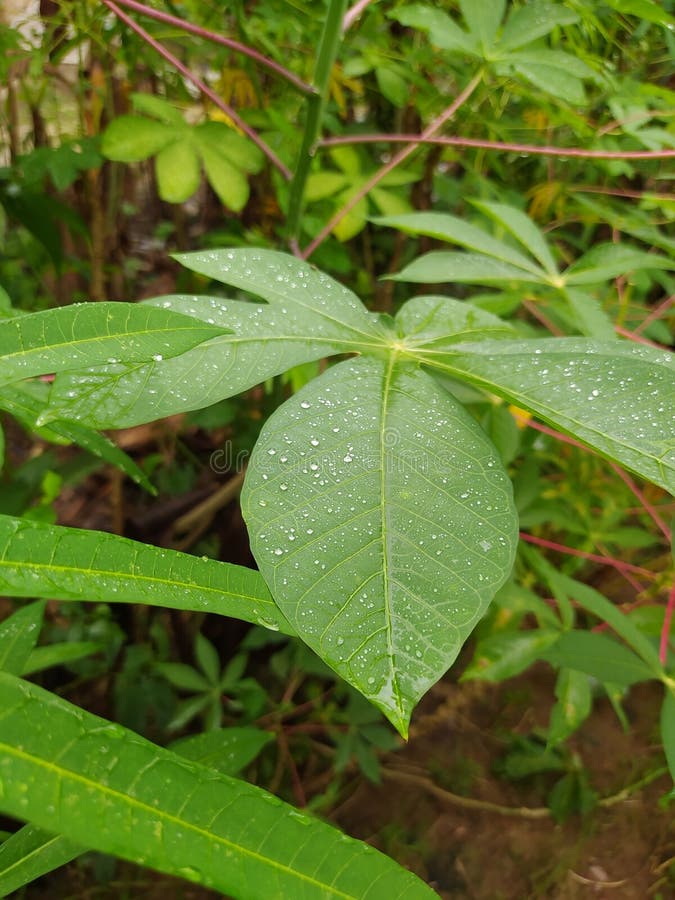 Cassava Leaves with Dewdrops in the Morning and the Morning Sun Stock ...