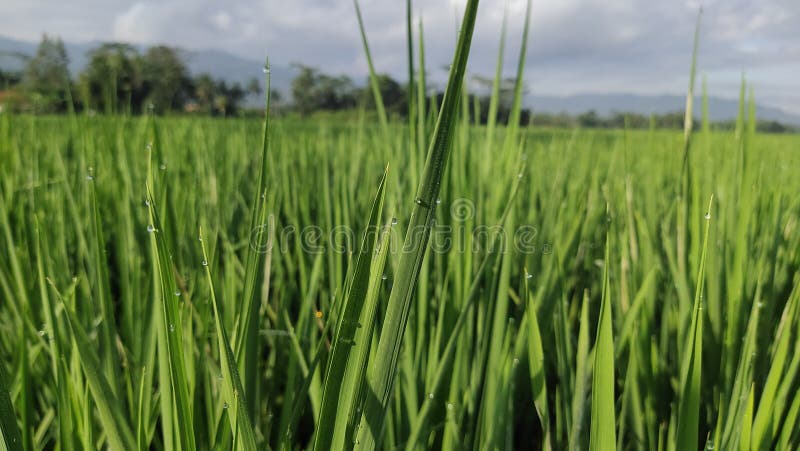 Dew Grains on Rice Leaves in the Rice Fields Stock Image - Image of ...