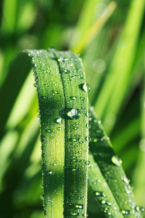 Dew on the grass stock photo. Image of outdoor, macro - 11061336