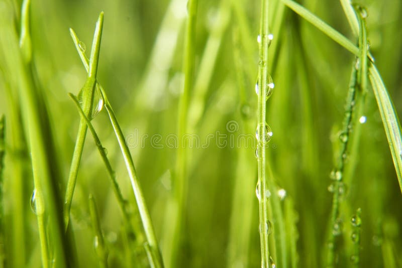 Dew on grass stock image. Image of close, label, blur - 7519635