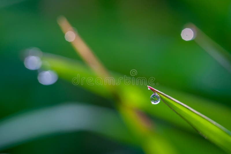 Dew and grass Dialogue stock image. Image of light, close - 53934143