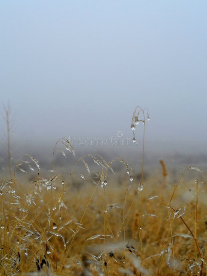 Dew on grass with fog stock image. Image of blue, outdoors - 180968483