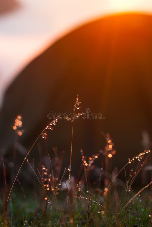 Dew on the Grass Glows at Sunset Stock Photo - Image of glade, bright ...
