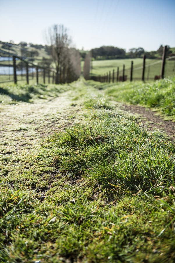 Dew on the Grass on a Laneway on a Farm Stock Photo - Image of light ...