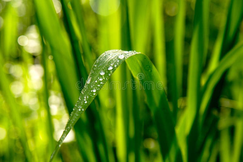 Dew on the Grass in the Morning Sun. Stock Image - Image of spring ...