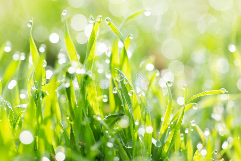Dew on the grass in nature stock photo. Image of blur - 103651104