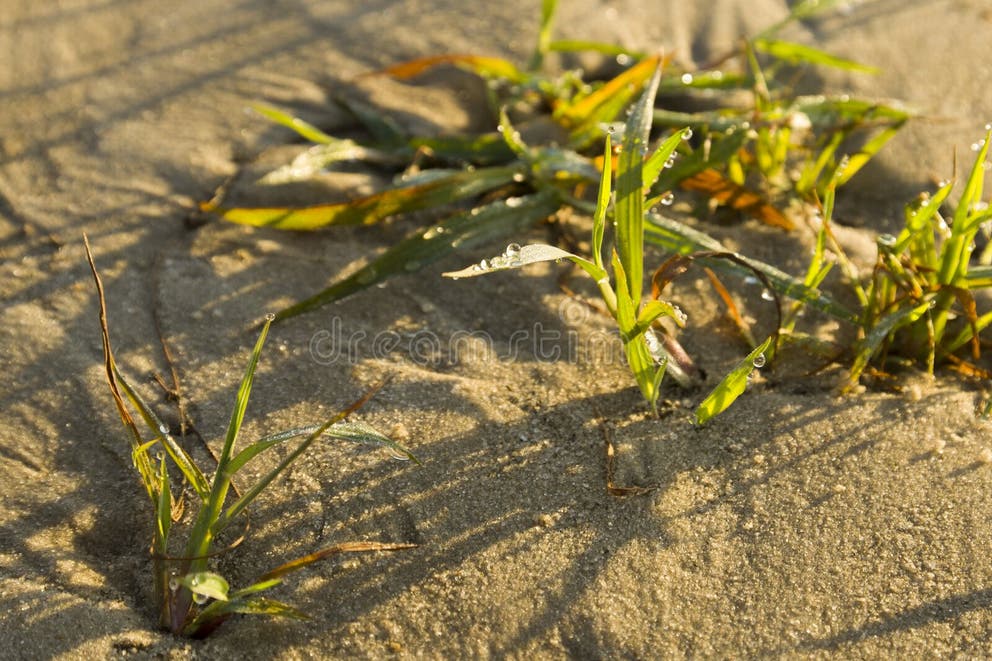 Dew on the grass stock image. Image of morning, faded - 98905797