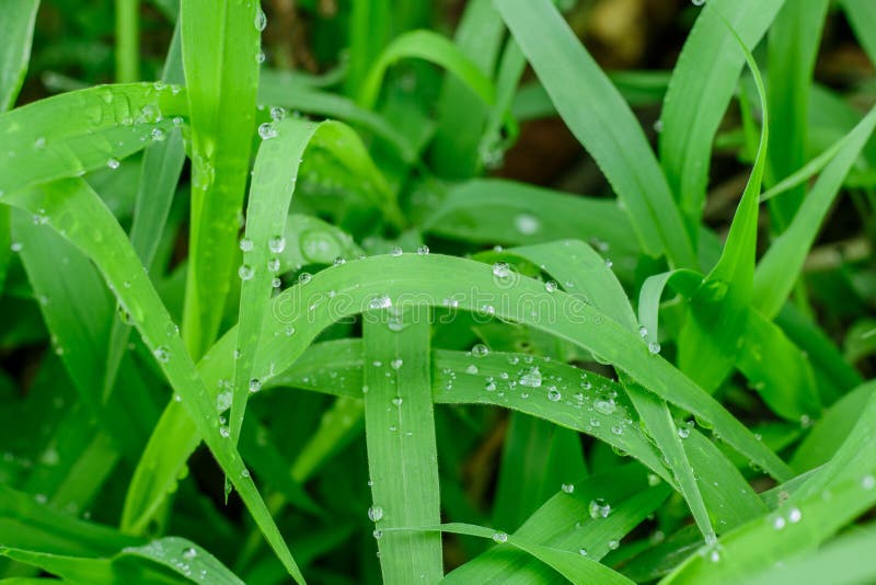 Dew on a grass in spring stock photo. Image of amaranth - 74355726