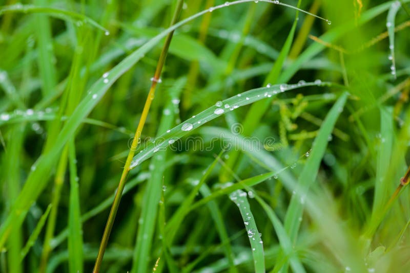 After spring rain stock image. Image of backgrounds, organic - 78392157