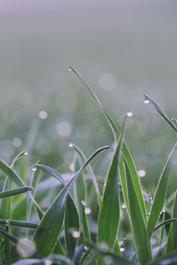 Dew on Grass on a Sunny Spring Morning Stock Photo - Image of beautiful ...