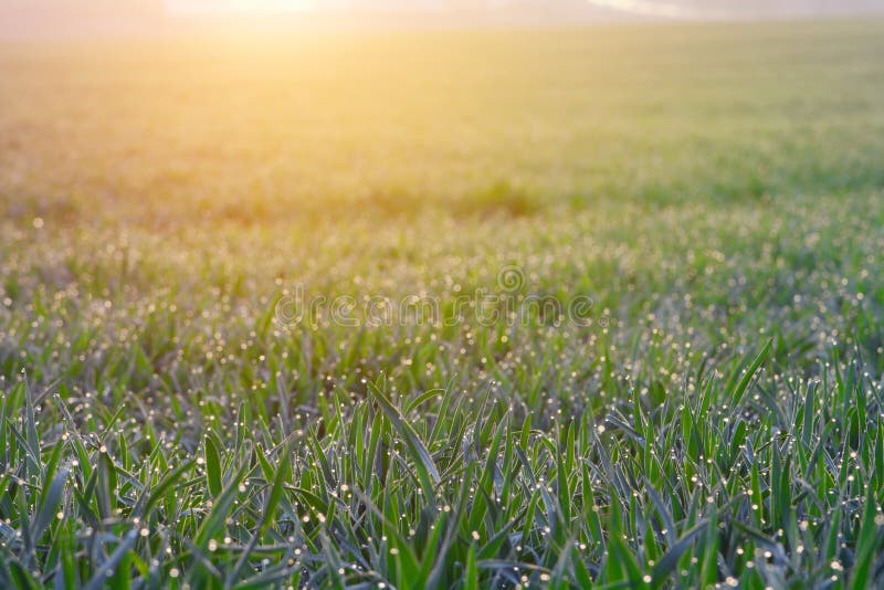 Dew on Grass on a Sunny Spring Morning Stock Photo - Image of ecology ...