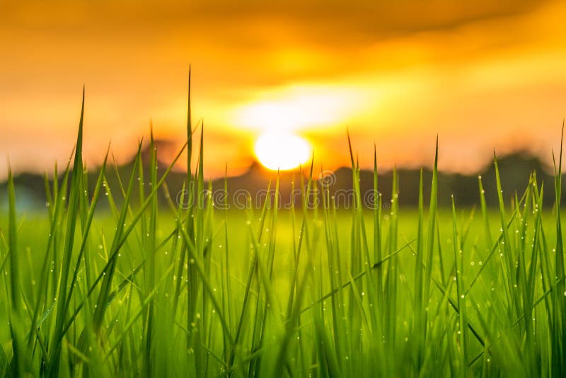 Dew grass sunset stock photo. Image of healthy, good - 64947212