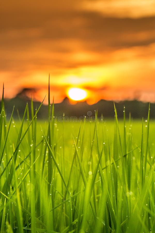 Dew grass sunset stock image. Image of idea, color, growth - 64947389