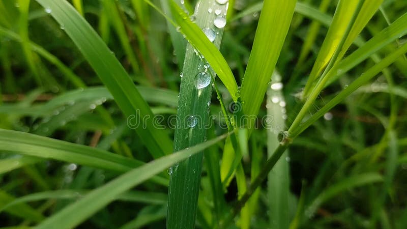 Dew on Grass. Textured Effect Stock Footage - Video of droplet ...