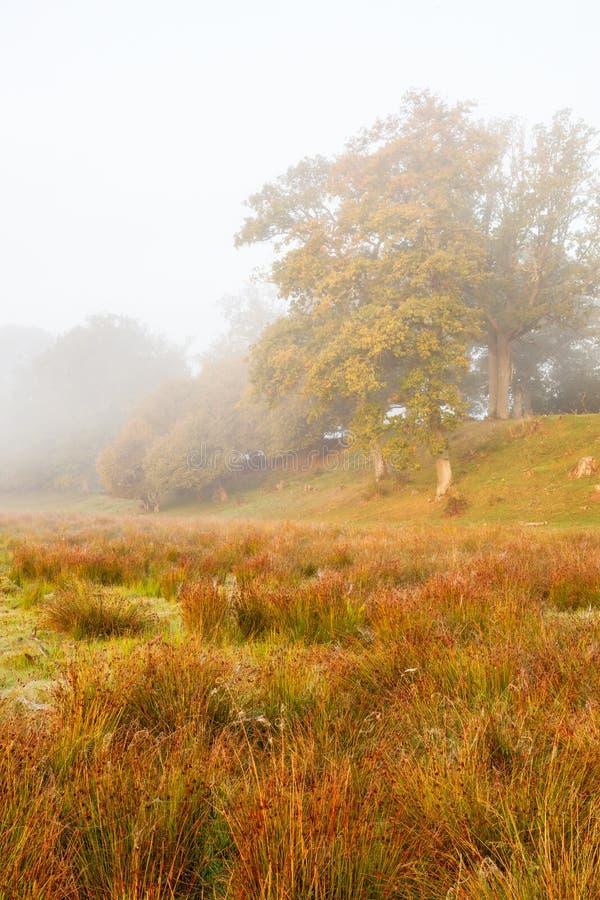 Dew on the Grass and Trees on a Ridge in the Mist Stock Image - Image ...
