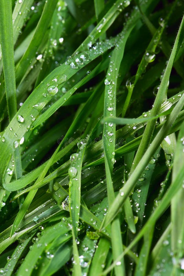 Dew on green grass stock photo. Image of texture, grassy - 4904262