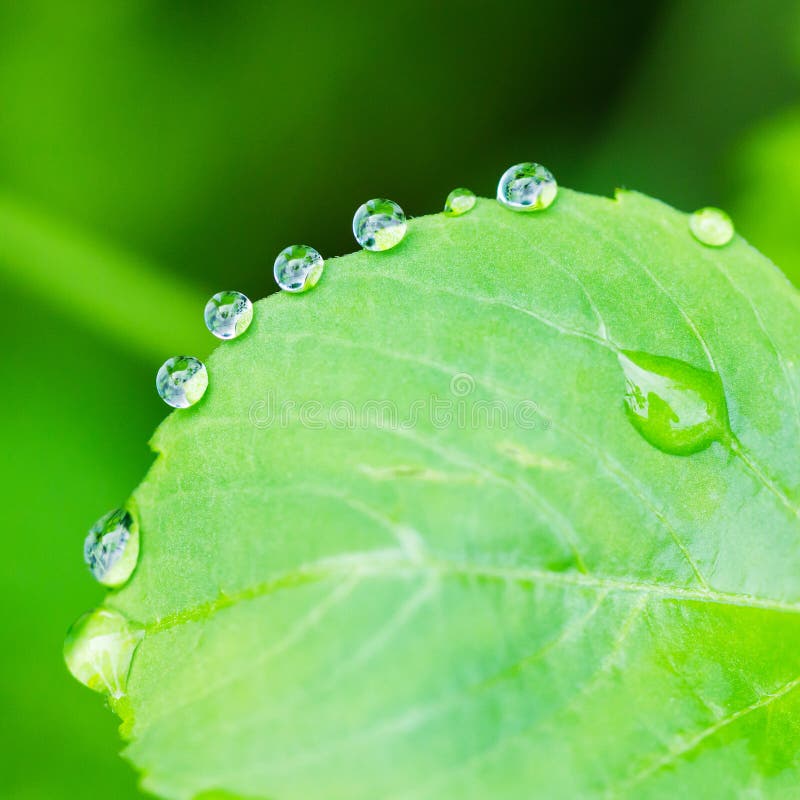 Dew on green leaf stock photo. Image of macro, shiny - 101662268