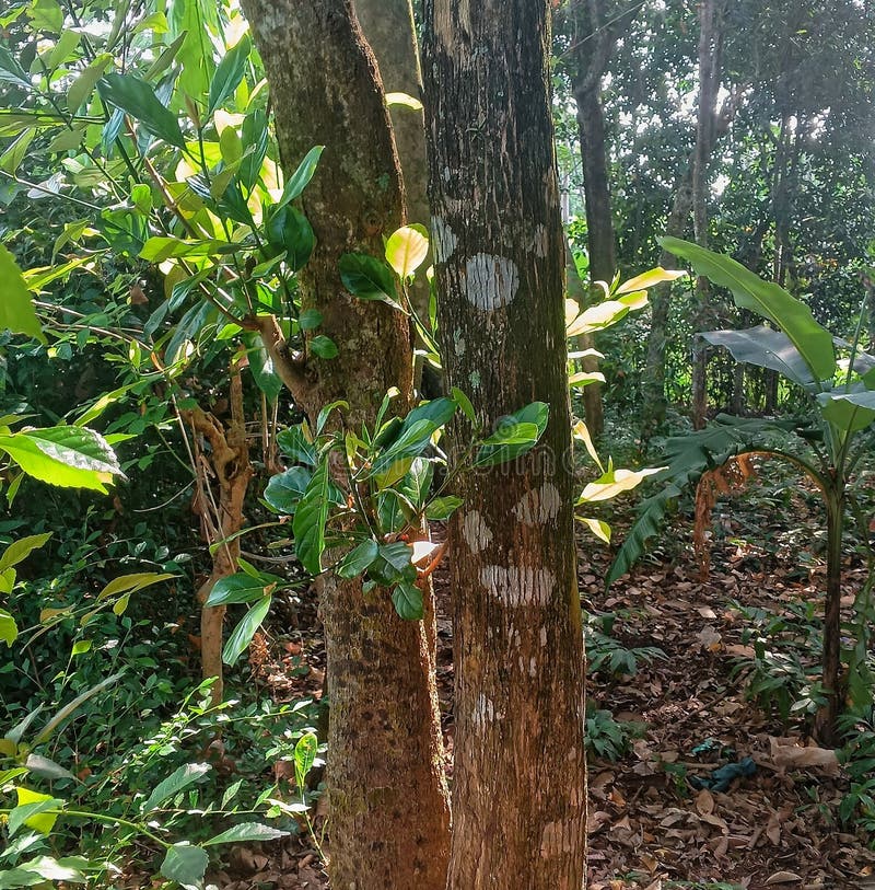 A Warm Morning Scene with a Steaming Cup of Coffee beside a Golden ...