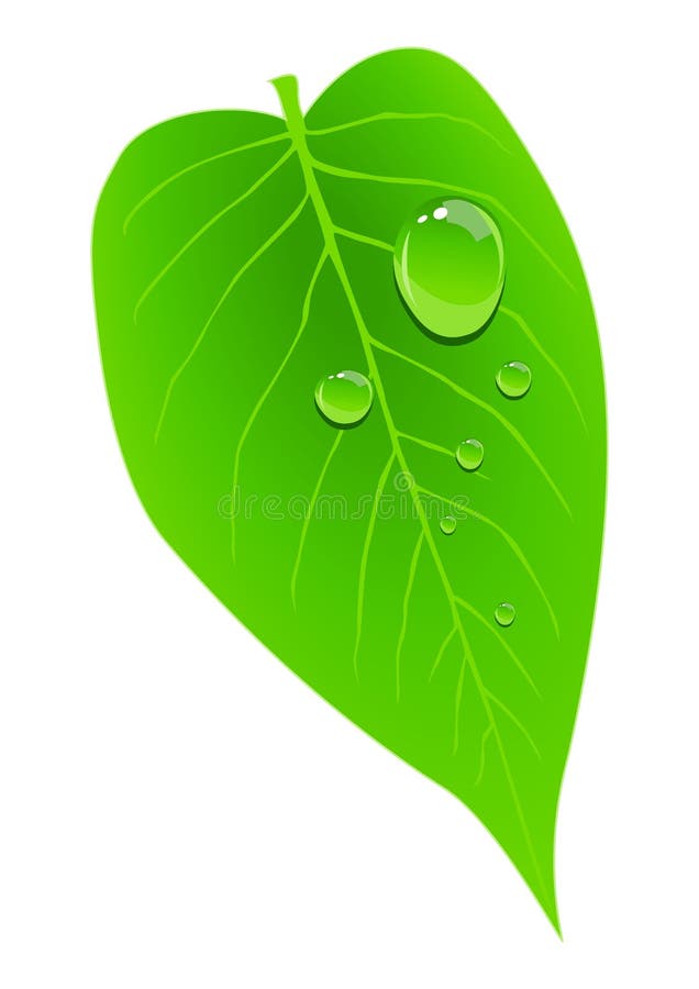 Dew on Leaf stock vector. Illustration of foliage, morning - 17855718