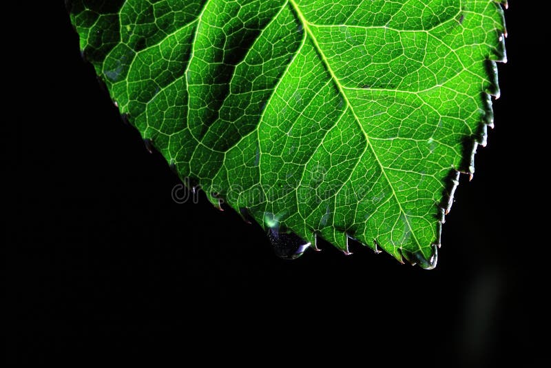 Dew leaf stock photo. Image of leaf, background, glowing - 19499102