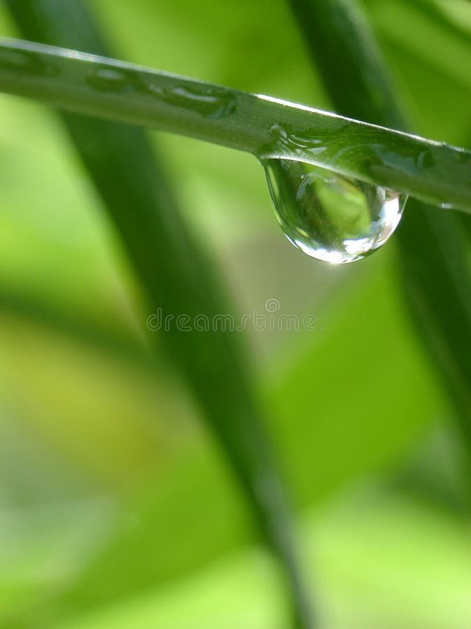 Dew drop on a leaf stock image. Image of purity, season - 35402391