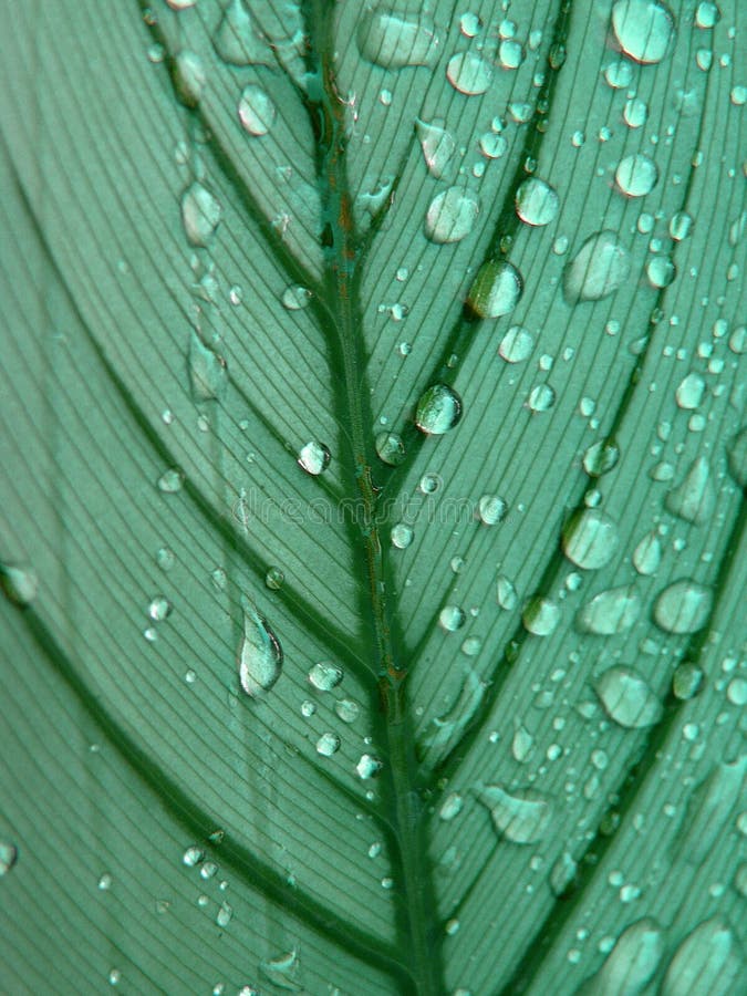 Dew on a leaf stock photo. Image of nature, pale, droplets - 889368