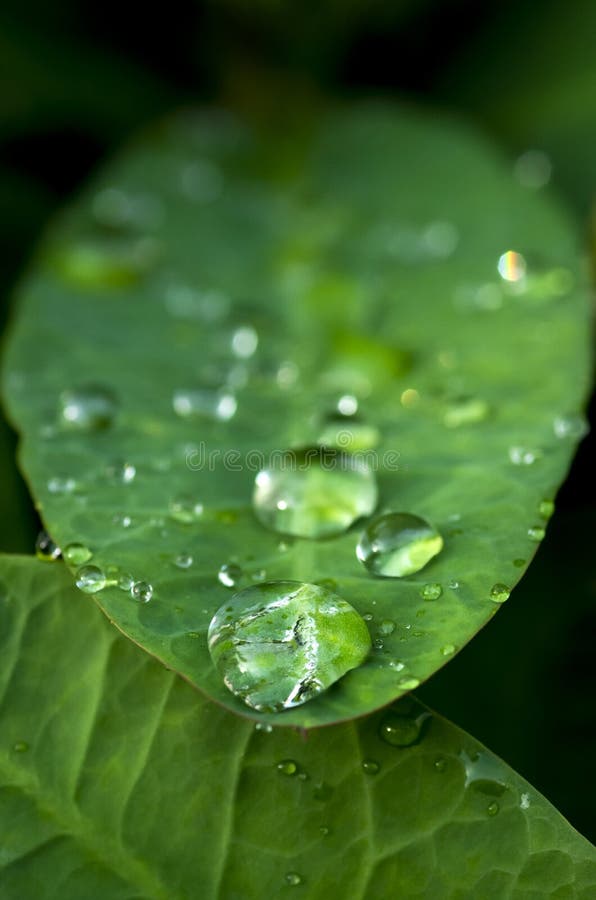 Dew on leaf stock image. Image of vein, green, leaf, water - 84843471