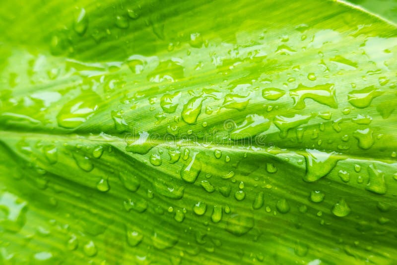 Dew on leaf stock image. Image of fresh, macro, meadow - 61223871
