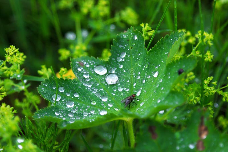 Dew on leaf stock photo. Image of drop, summer, grass - 56779154