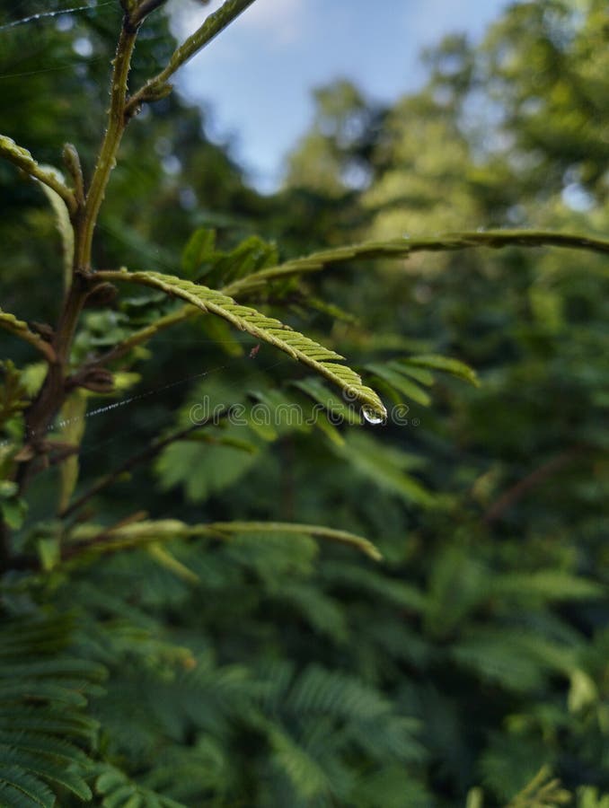 Dew in a leave stock photo. Image of woodland, green - 265430722