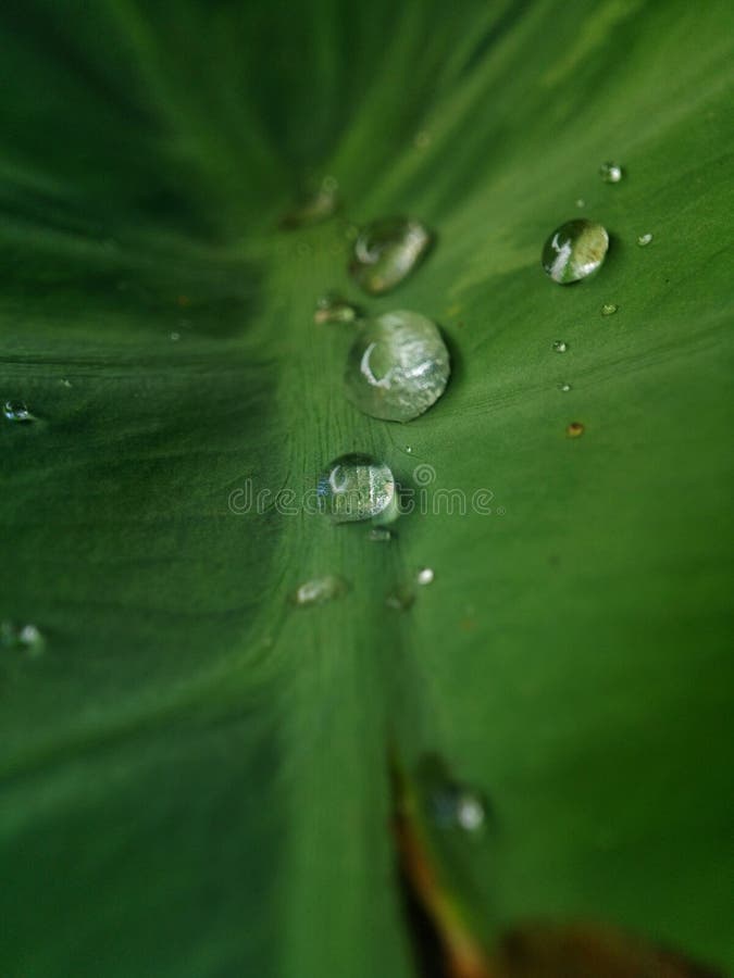 Dew Leaves Morning Nature Texture Stock Image - Image of nature ...