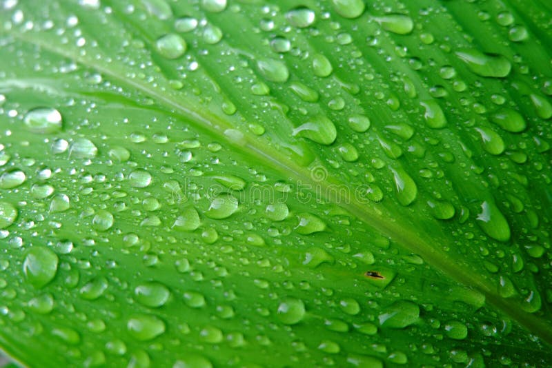 Dew on leaves stock photo. Image of fresh, drops, weather - 73464162
