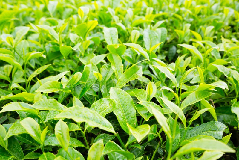 Dew on the Leaves of the Tea Bushes, Early Morning Stock Image - Image ...