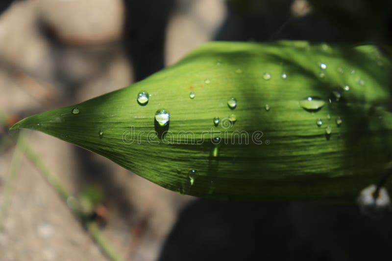 Dew on the Lily of the Valley. Dew Drop Stock Photo - Image of water ...