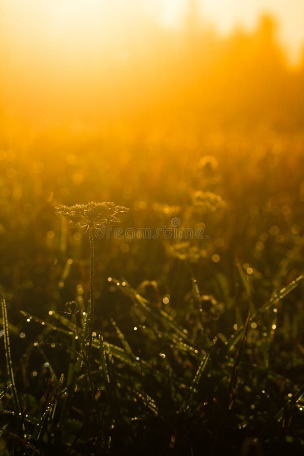 Dew meadow morning stock image. Image of heat, multiple - 64418355