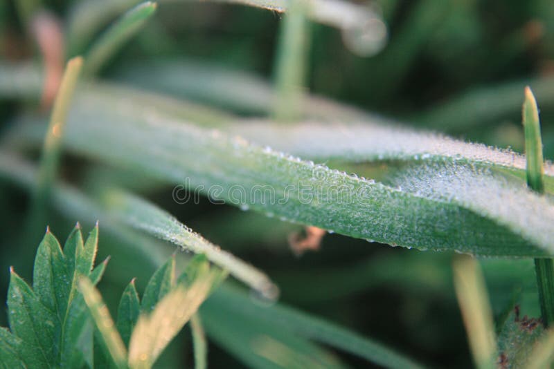Morning leaves stock photo. Image of leaf, outdoors, environment - 17326808