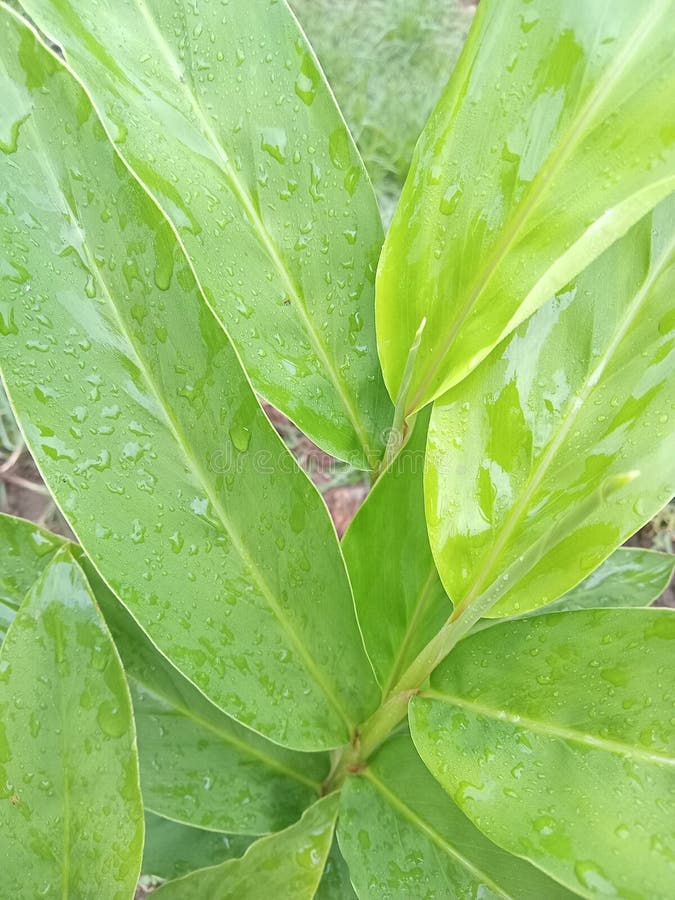 The Dew in the Morning is Very Beautiful on the Galangal Plant Stock ...