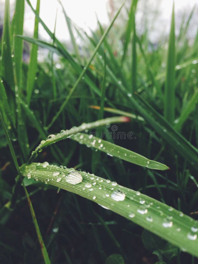 Dew. stock photo. Image of simple, morning, nature, design - 42657648