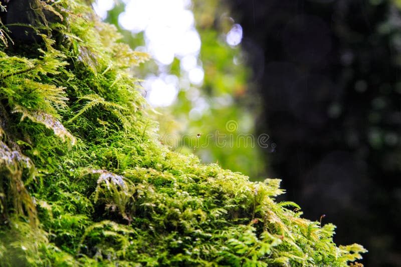 Dew on moss and fern stock photo. Image of macro, rainforest - 35265376