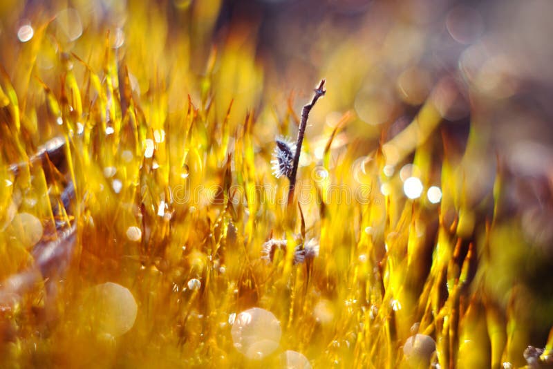 Dew on moss stock image. Image of refreshed, refreshing - 39275297